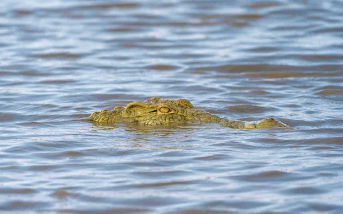 Katavi National Park -The Katuma River Loop: - jojotours