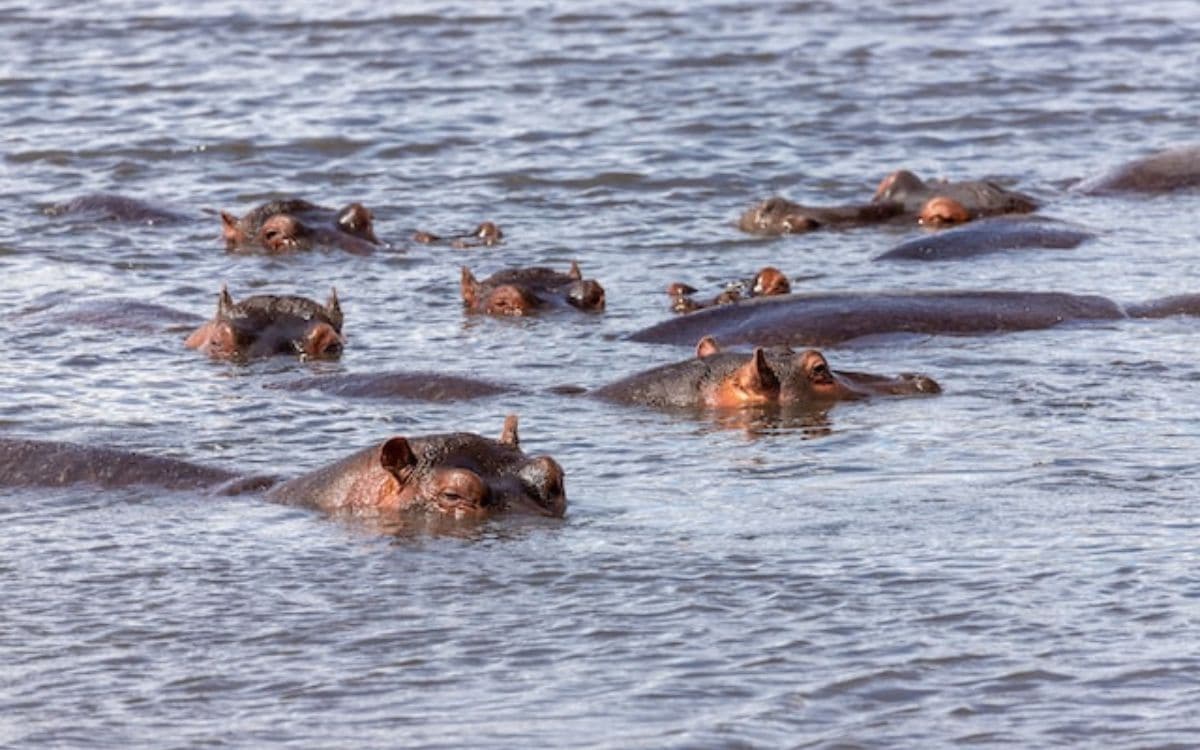 Gombe Stream National Park -Kasakela River Trail - jojotours